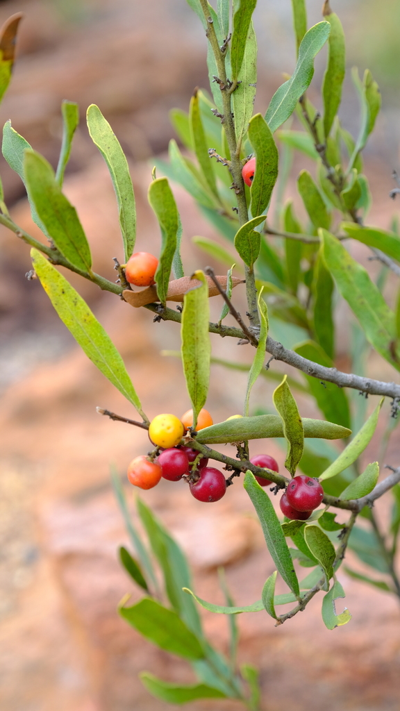 Small-leaf Guarri from Hamasha 1 on April 04, 2021 at 03:27 PM by Nick ...