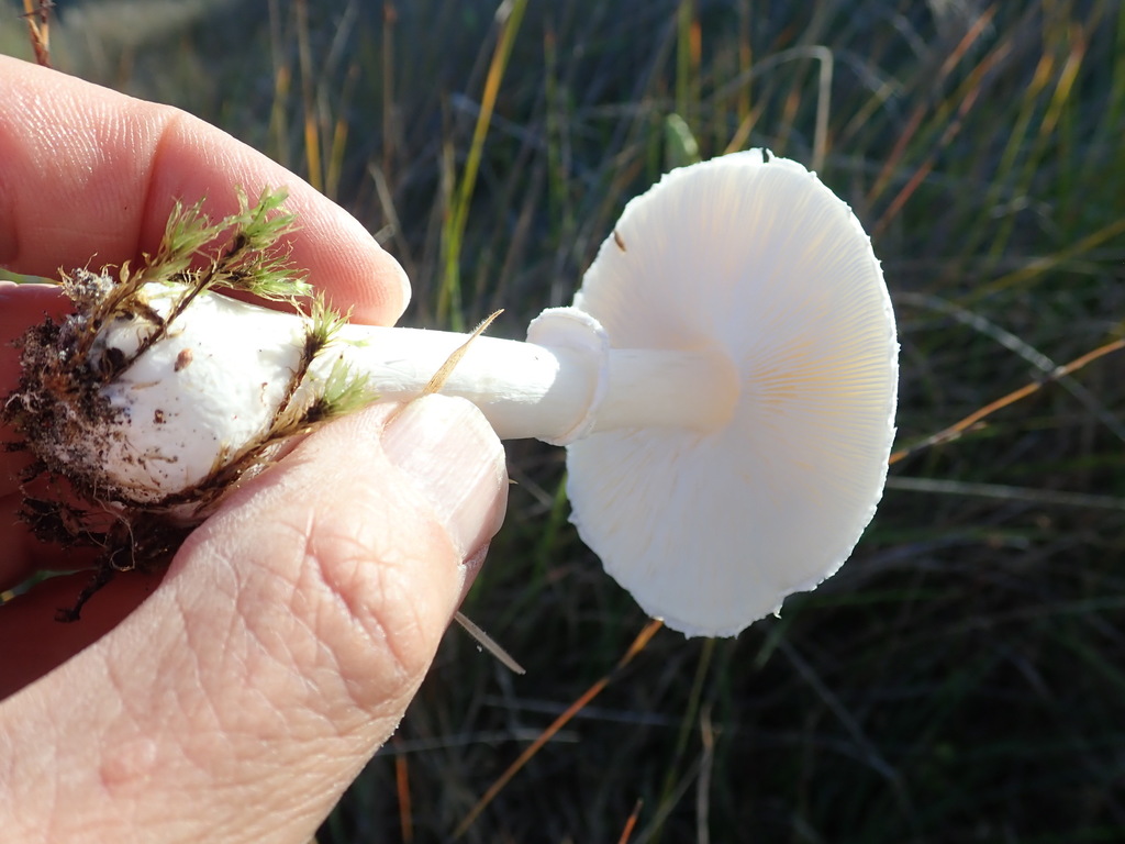 White Dapperling from Foxton Beach, New Zealand on April 17, 2021 at 08 ...