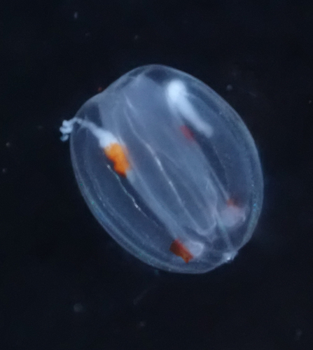 Genus Haeckelia · iNaturalist