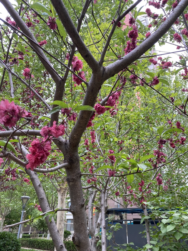 Peach from Shijingshan, Beijing, CN on April 21, 2021 at 05:28 PM by ...