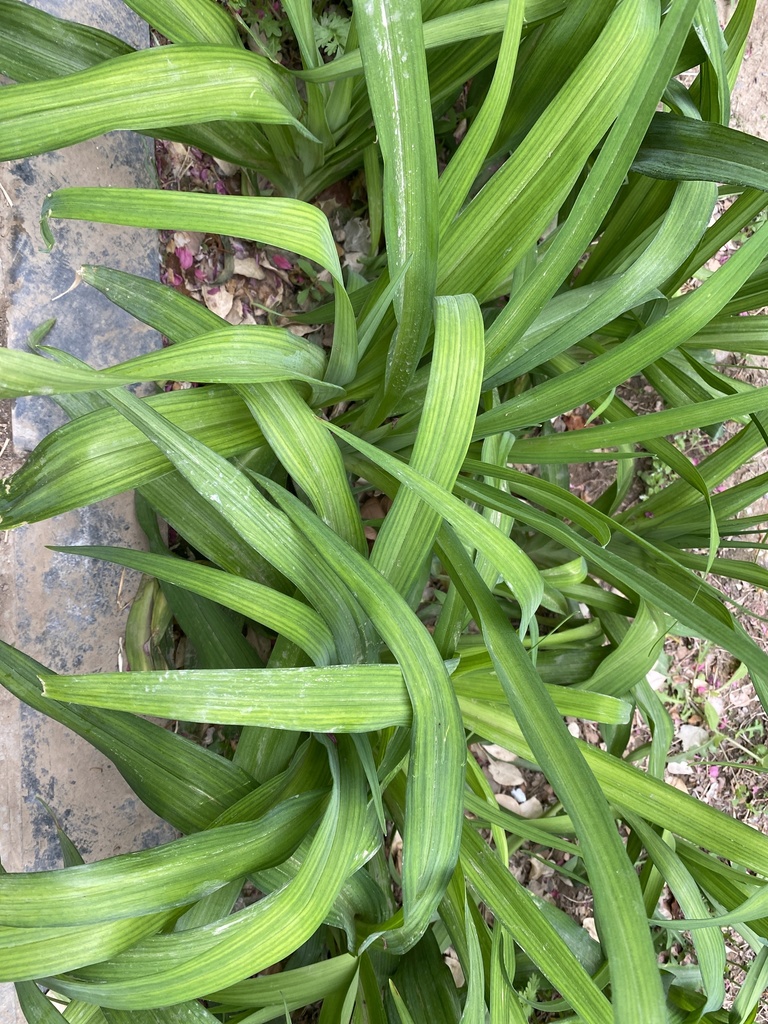 monocots from Shijingshan, Beijing, CN on April 21, 2021 at 05:29 PM by ...