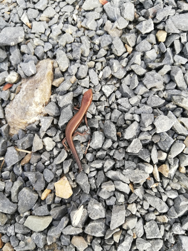 Delicate Garden Skink from Waikato 3883, New Zealand on April 21, 2021 ...
