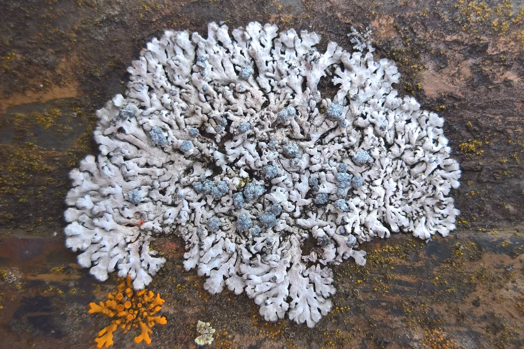 Blue-gray Rosette Lichen (Susquehanna County PA in April) · iNaturalist