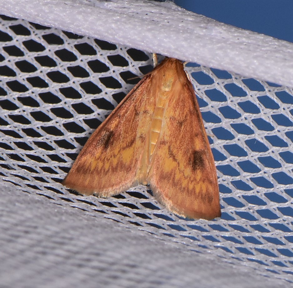 Ostrinia furnacalis (Guenée, 1854)
