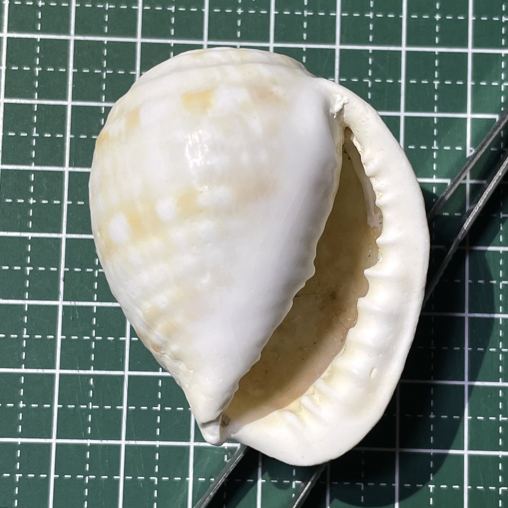 Apple Tun Snail from 安田, 国頭郡国頭村, 沖縄県, JP on January 18, 2021 by Takaaki ...