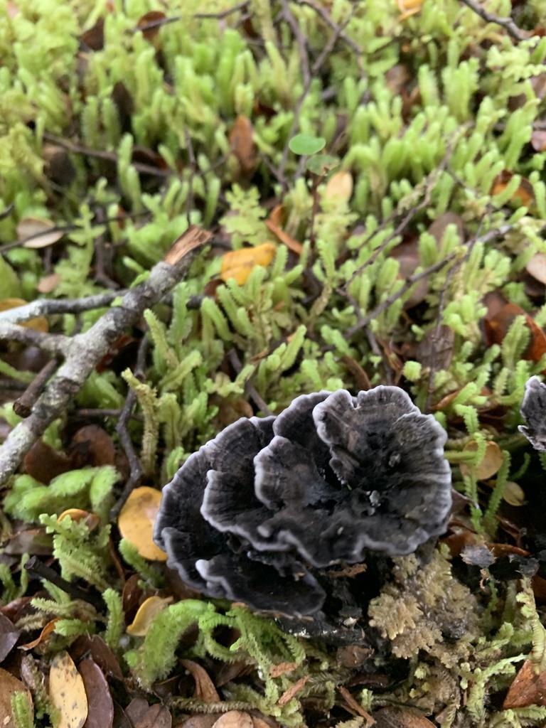 Phellodon sinclairii from Fiordland National Park, Southland, NZ on ...