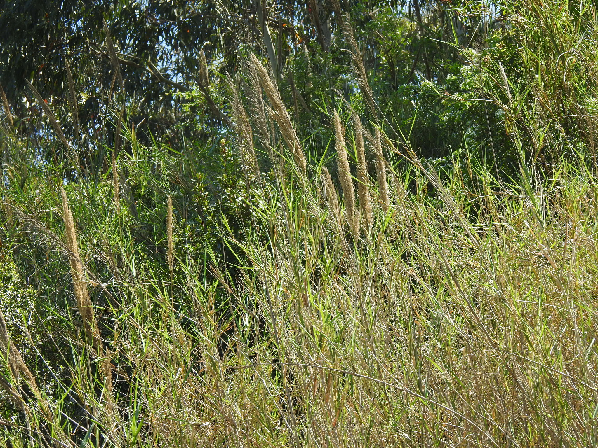 Arundo micrantha Lam.