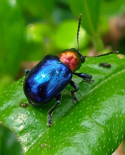 Parheminodes pulcher · iNaturalist Ecuador