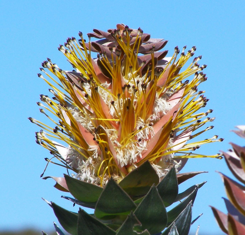 Mace Pagoda in March 2007 by Peter Slingsby. Many of these plants are ...