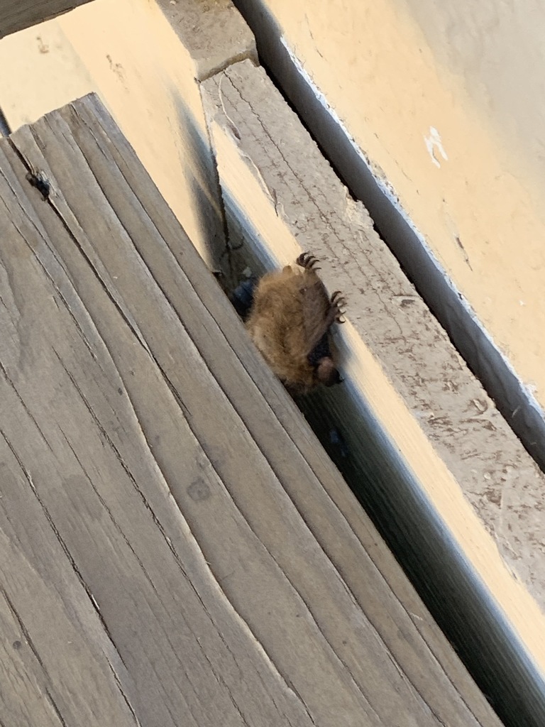 Tricolored Bat from Dimmit County, TX, USA on April 9, 2021 at 06:18 PM ...