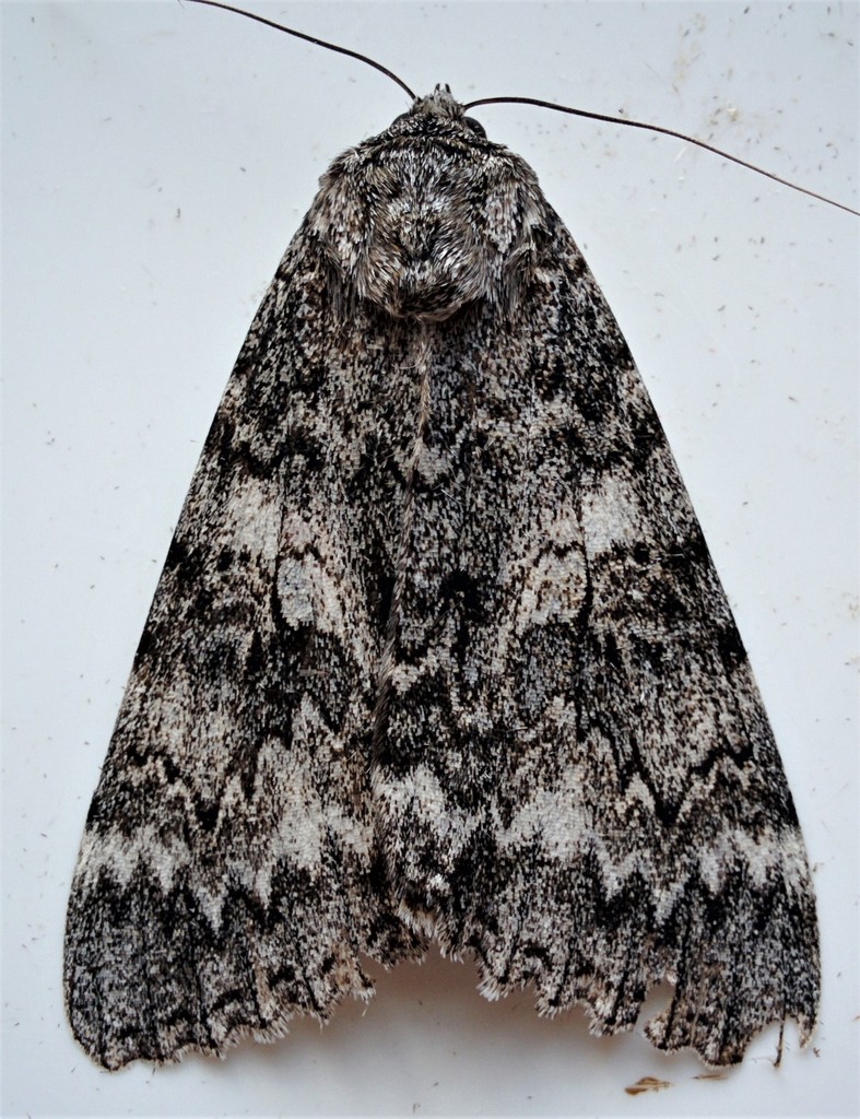Semirelict Underwing Moth from OSM-Keene, Peterborough County, ON ...