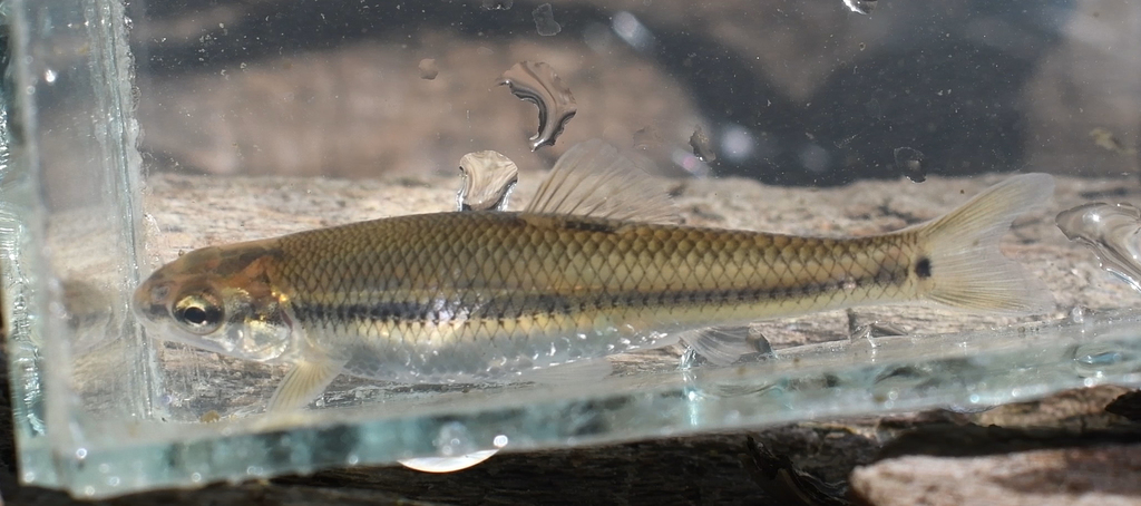 Bluntnose Minnow from Herndon, VA 20170, USA on April 20, 2021 at 04:40 ...