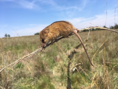 Chestnut Climbing Mouse (Dendromus mystacalis) · iNaturalist