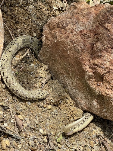 Spotted Night Adder (Causus maculatus) - Snakes and Lizards