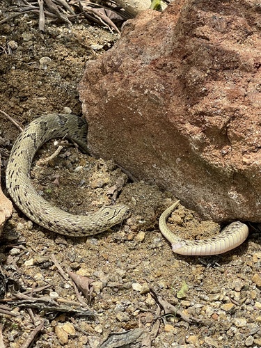 Spotted Night Adder (Causus maculatus) - Snakes and Lizards