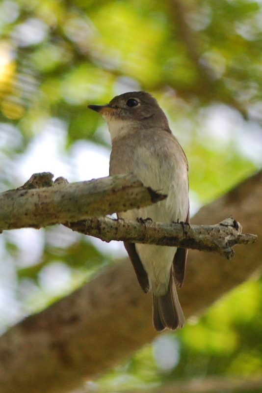 Asian Brown Flycatcher (Birds of Singapore) · iNaturalist