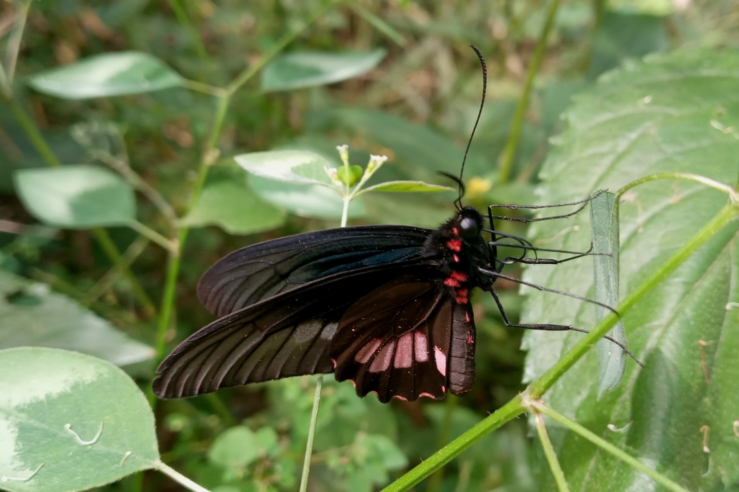 Parides neophilus (Geyer, 1837)