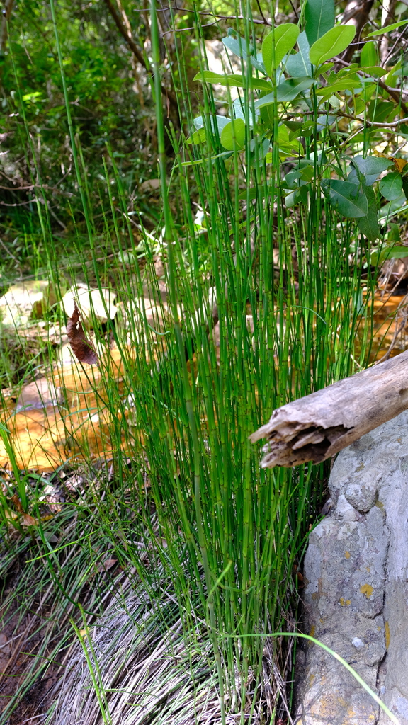 Branched Horsetail from Hamasha, gorge 3 on April 5, 2021 at 01:08 PM ...