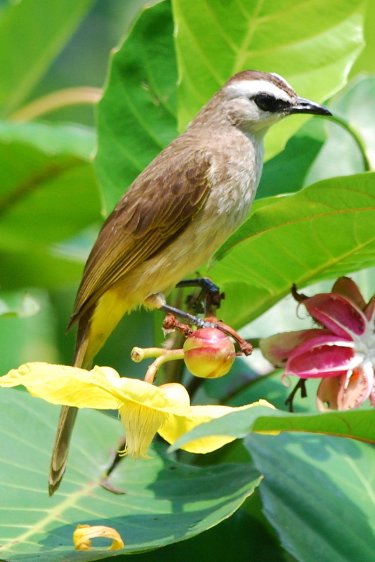 Yellow-vented Bulbul (Birds of Singapore) · iNaturalist
