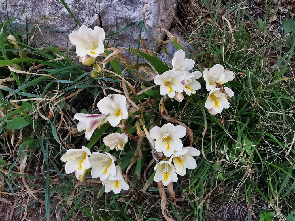White Kammetjie from 83700 Saint-Raphaël, France on March 14, 2021 at ...