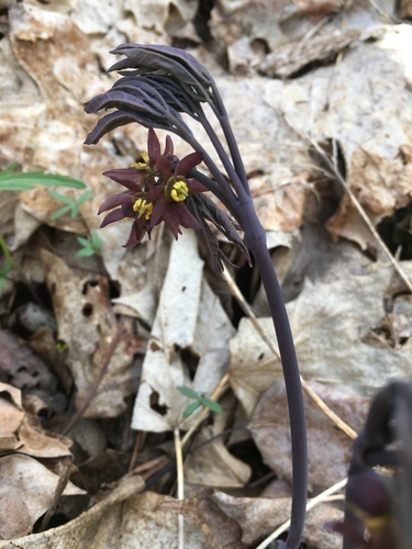 Photo 122207755, no rights reserved, uploaded by Bonnie Isaac · iNaturalist