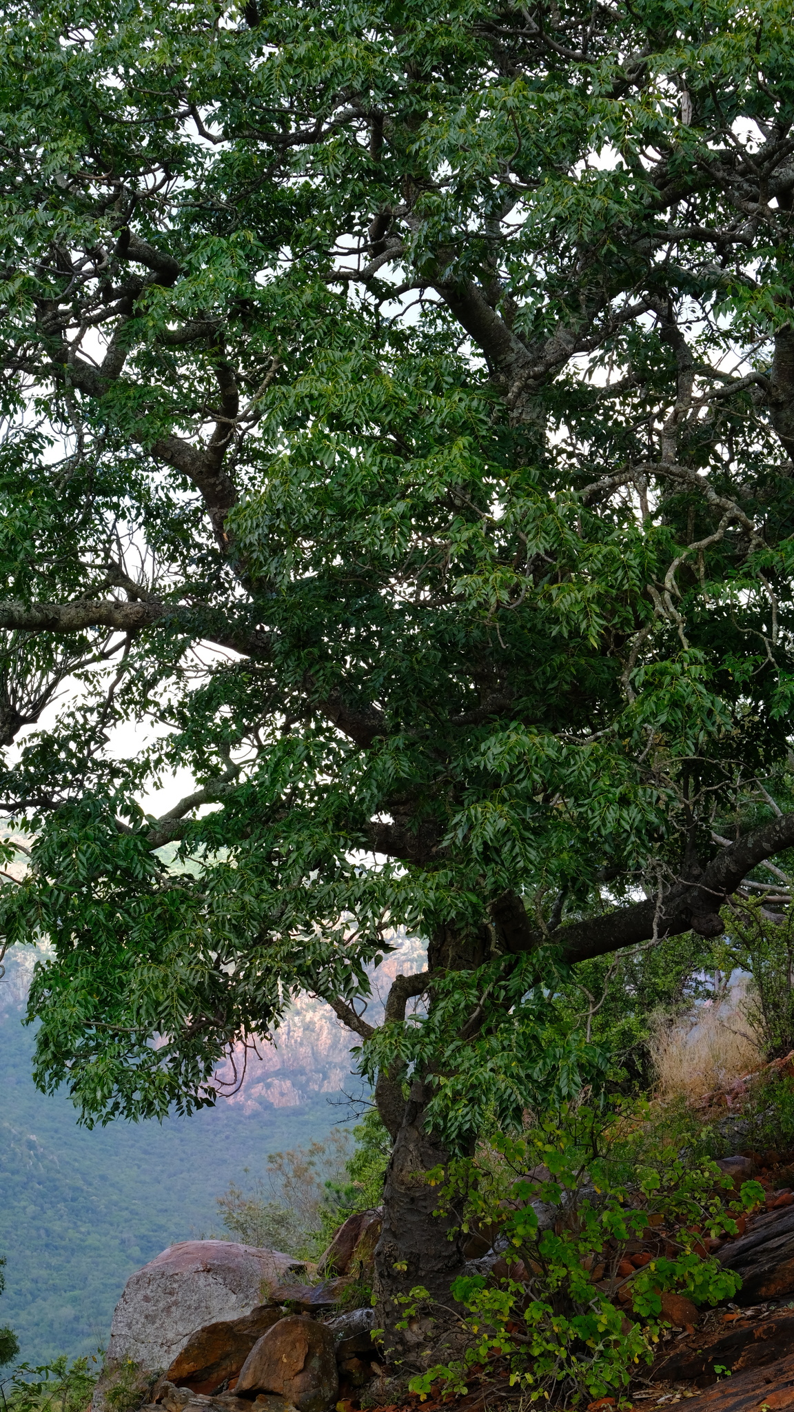 Entandrophragma caudatum (Sprague) Sprague