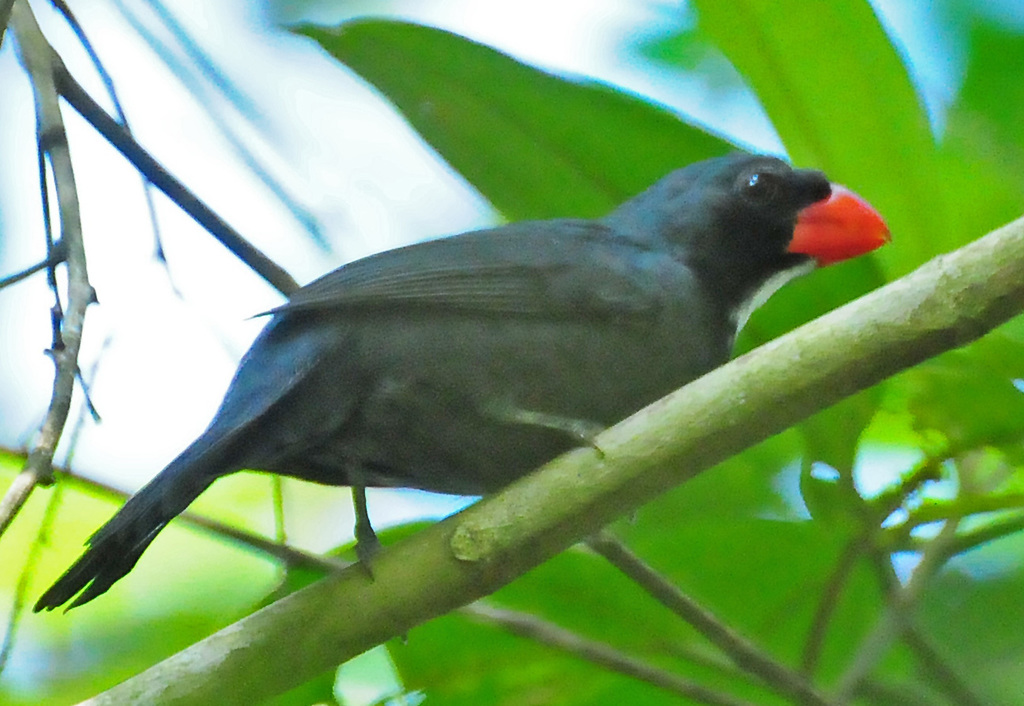 Saltator grossus (Birds of Antioquia, Colombia (Aves de Antioquia ...