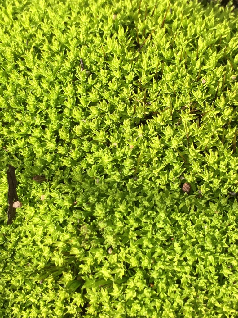 New Zealand pygmyweed from Frankston, VIC, Australia on July 31, 2019 ...