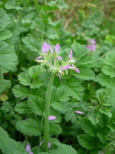 Musky Storksbill (Annadel plants) · iNaturalist