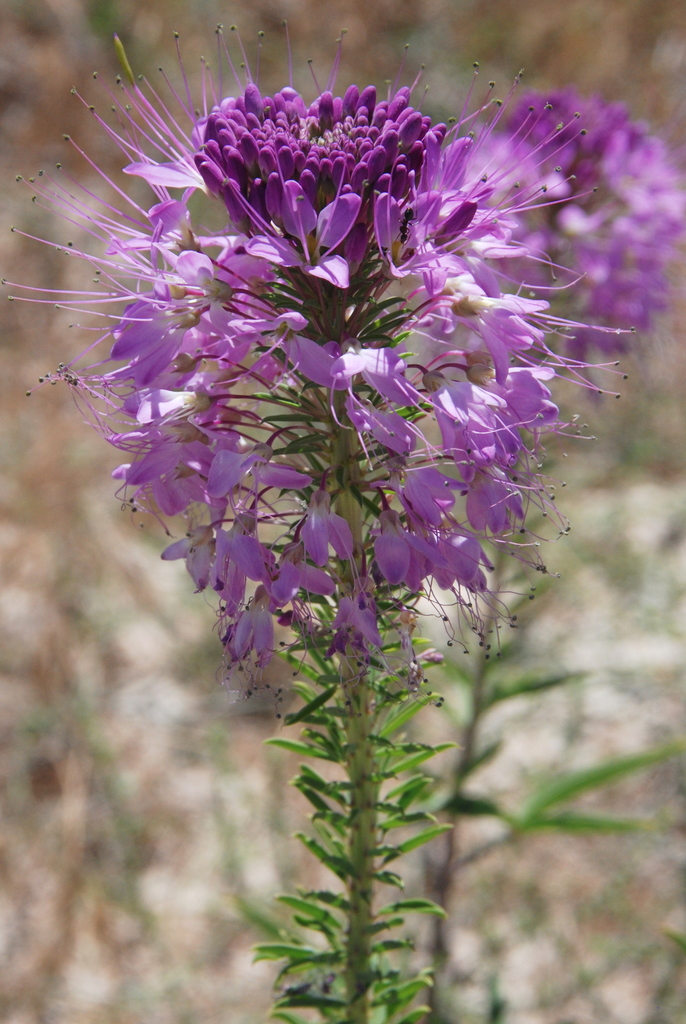 Rocky Mountain beeplant (Plants of Lake Pueblo State Park) · iNaturalist
