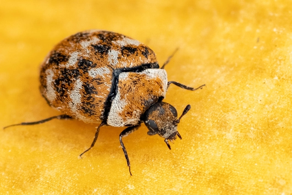 Carpet Beetles (Carrizo Plains Plants and Insects Guide) · iNaturalist