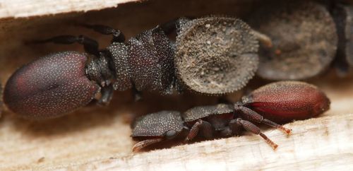 (Cephalotes pallens)