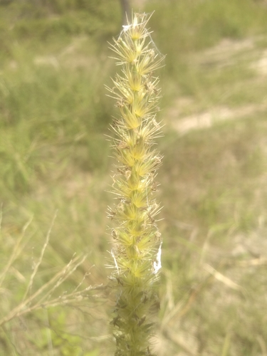 Cadillo arenoso (Cenchrus myosuroides)