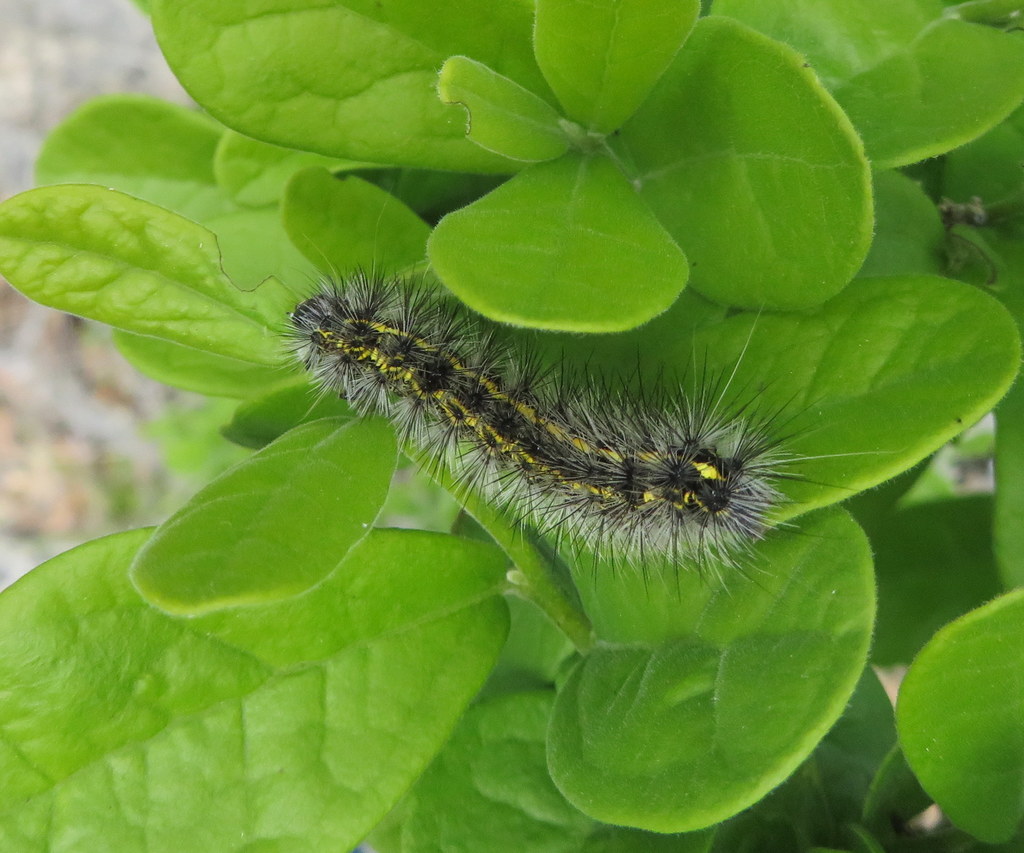 Dubious Tiger Moth from Georgetown, TX, USA on April 21, 2021 at 11:53 ...