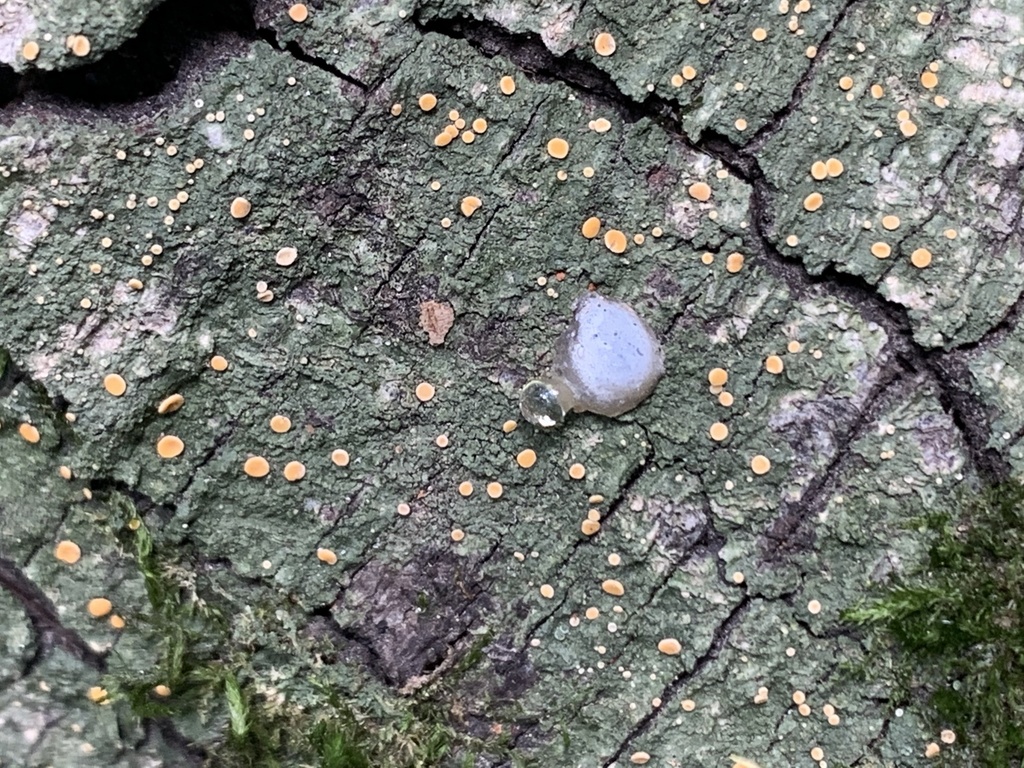 Orange Dimple Lichen from Joaquin Miller Park, Oakland, CA, US on April ...