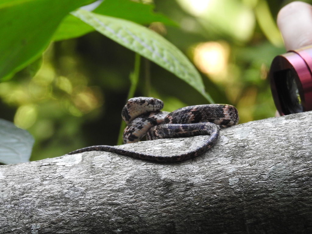 Cloudy Snail-eating Snake from Finca la Gracia on December 13, 2018 at ...