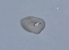 Irus irus (Linnaeus, 1758)