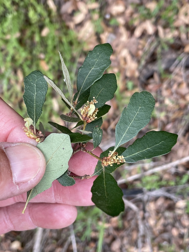 Torrey's Hybrid Oak (Quercus × acutidens) - Botanical Realm