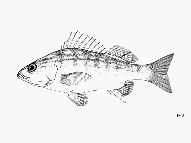 Barred Grunt (Conodon nobilis) - Marine Life Identification