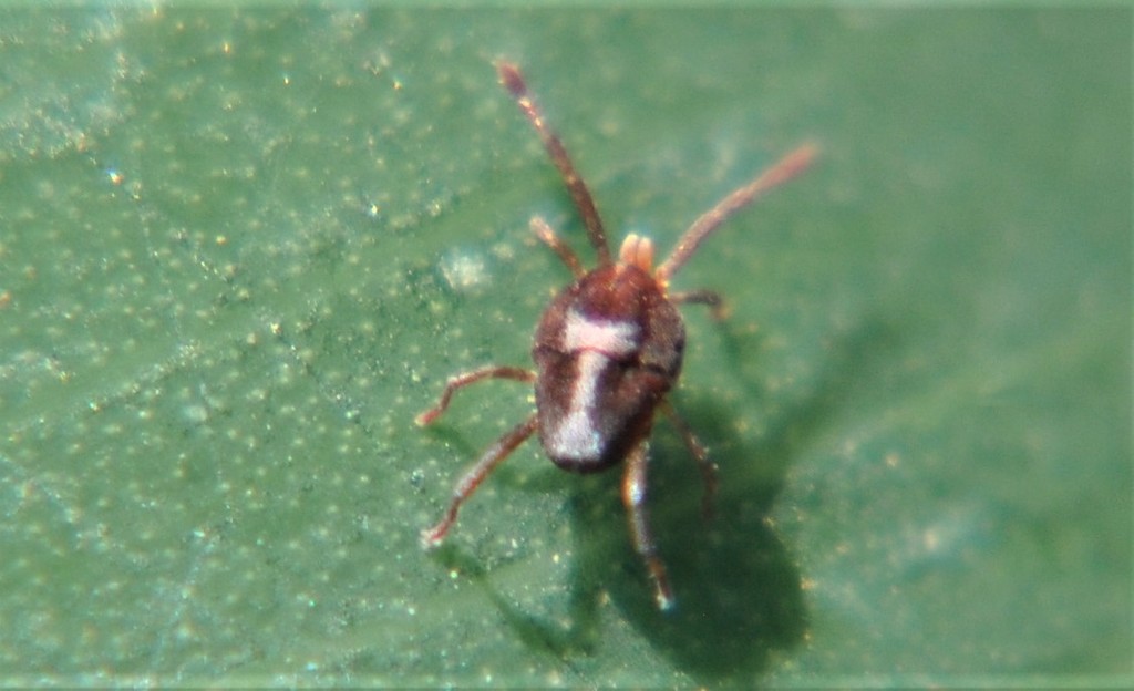 Leptus from Fraccionamiento Vista Real, Corregidora, Qro., México on ...