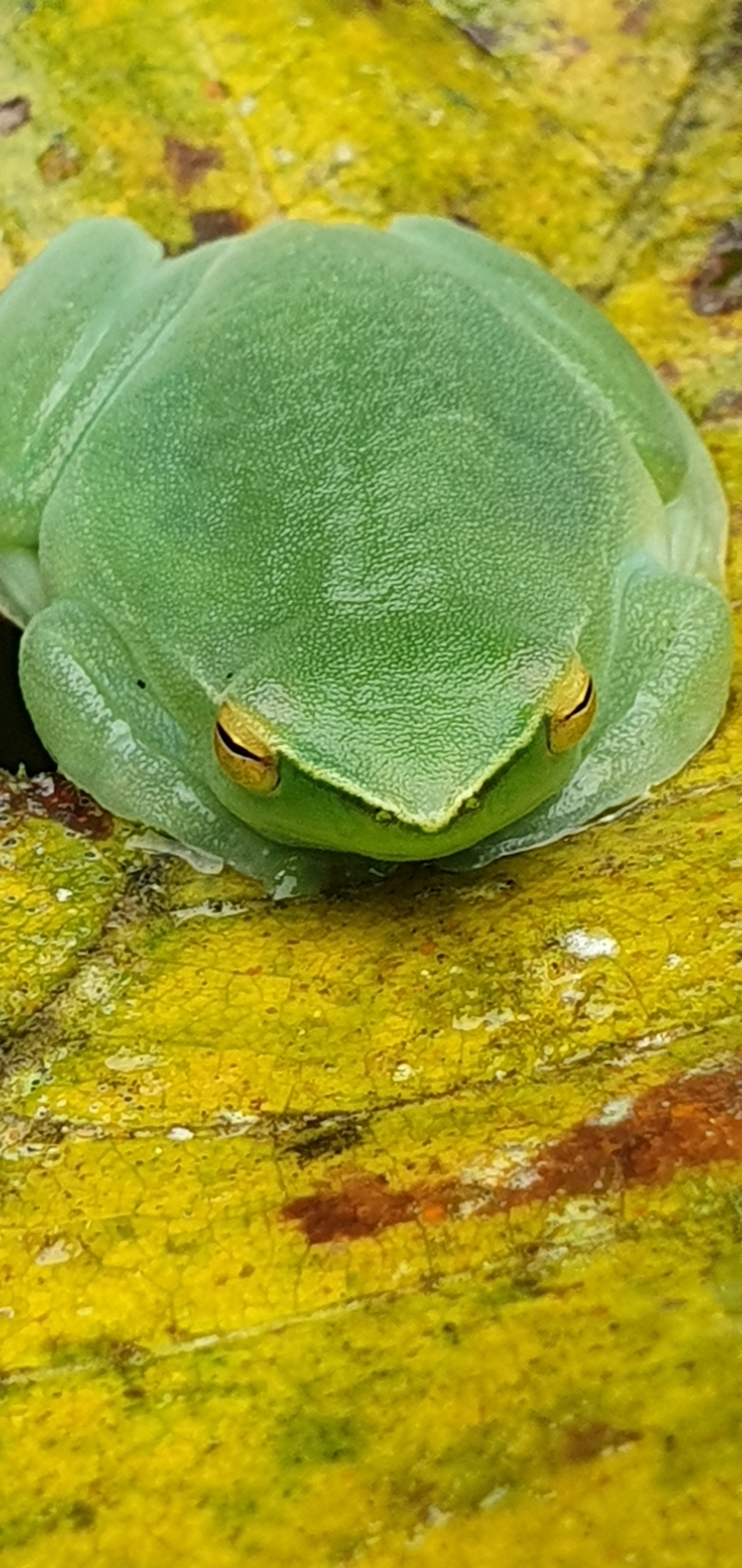 Sphaenorhynchus lacteus (Daudin, 1800)
