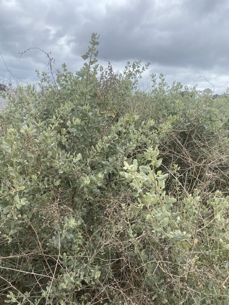 Saltbushes from San Antonio Pl, San Diego, CA, US on April 21, 2021 at ...