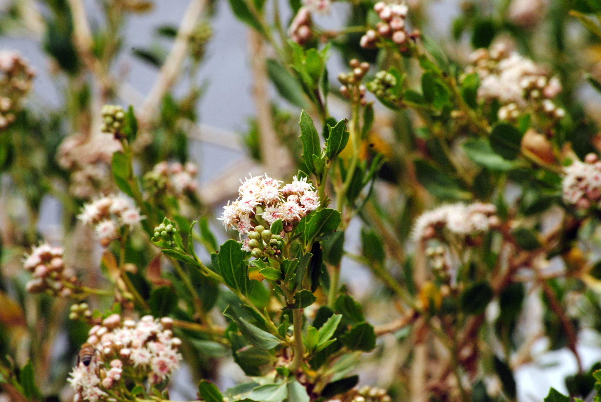 Baccharis scandens (Ruiz & Pav.) Pers.