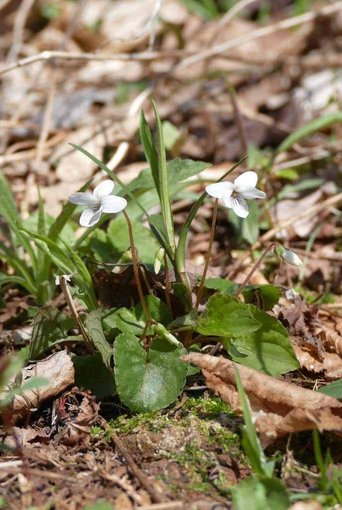 sweet white violet in April 2021 by rbartgis · iNaturalist