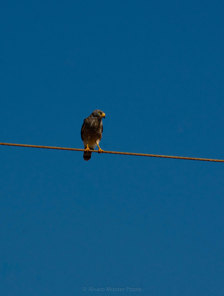 Roadside Hawk from Calkiní, Camp., México on April 16, 2021 at 07:31 AM ...
