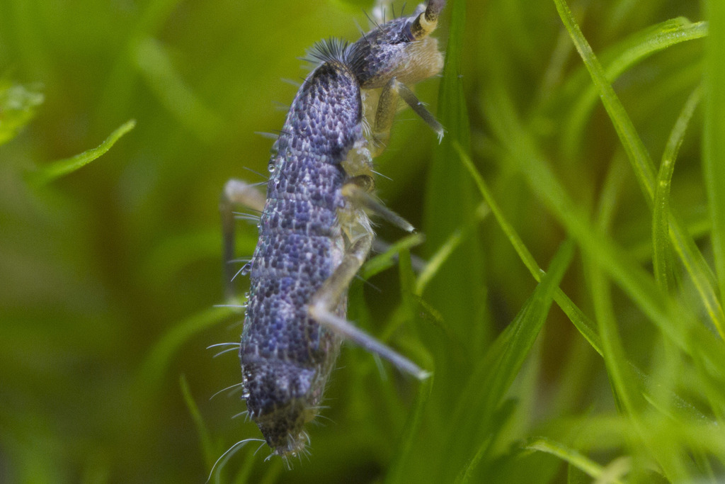 Pogonognathellus bidentatus from Capital, BC, Canada on December 05 ...