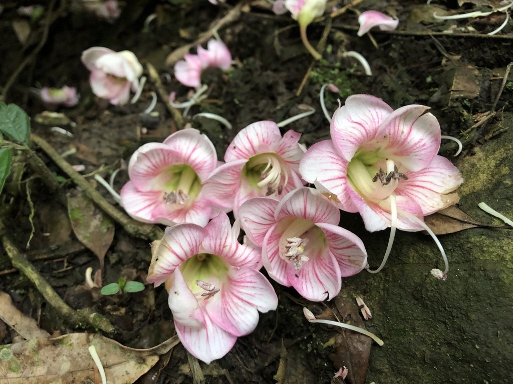 Bretschneidera sinensis from 雙溪區, TW on April 2, 2021 at 05:14 PM by ...