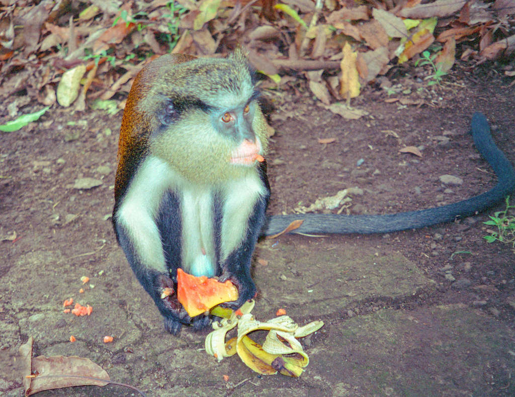 Mona Monkey from Limbe, Cameroon on November 27, 1993 at 07:00 AM by ...
