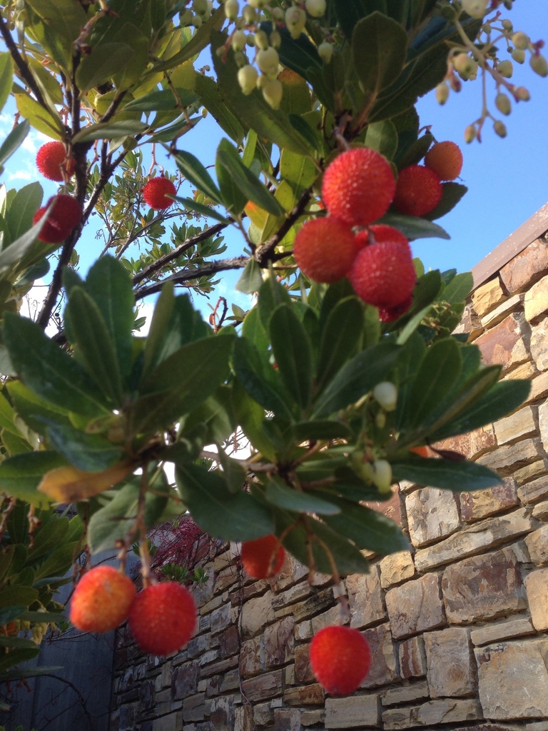 strawberry tree from 09022, Lunamatrona, Sardegna, IT on December 4 ...