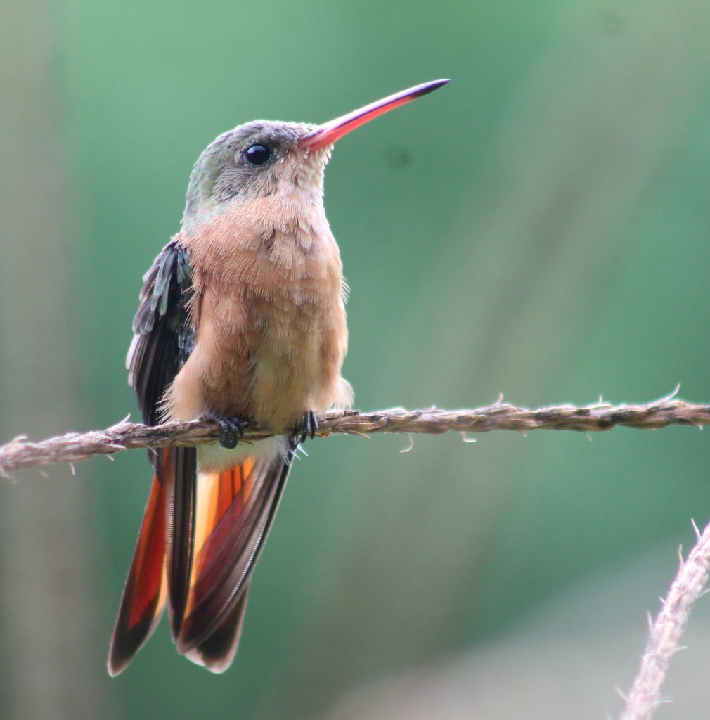 Cinnamon Hummingbird from Mariposario Apapachoa on April 10, 2021 at 01 ...